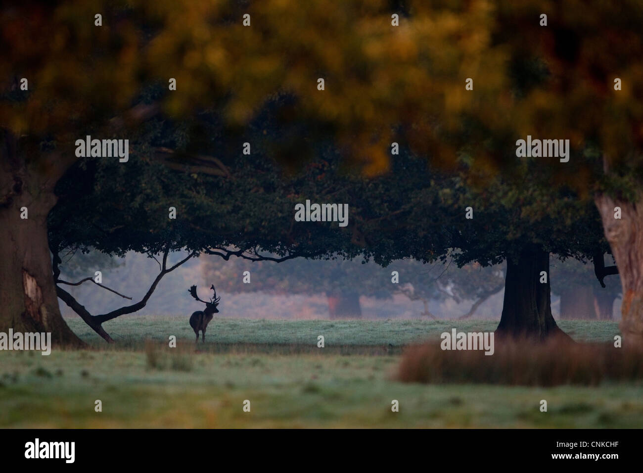 Fallow Deer (Dama dama) buck, standing in shadow of trees with browse ...