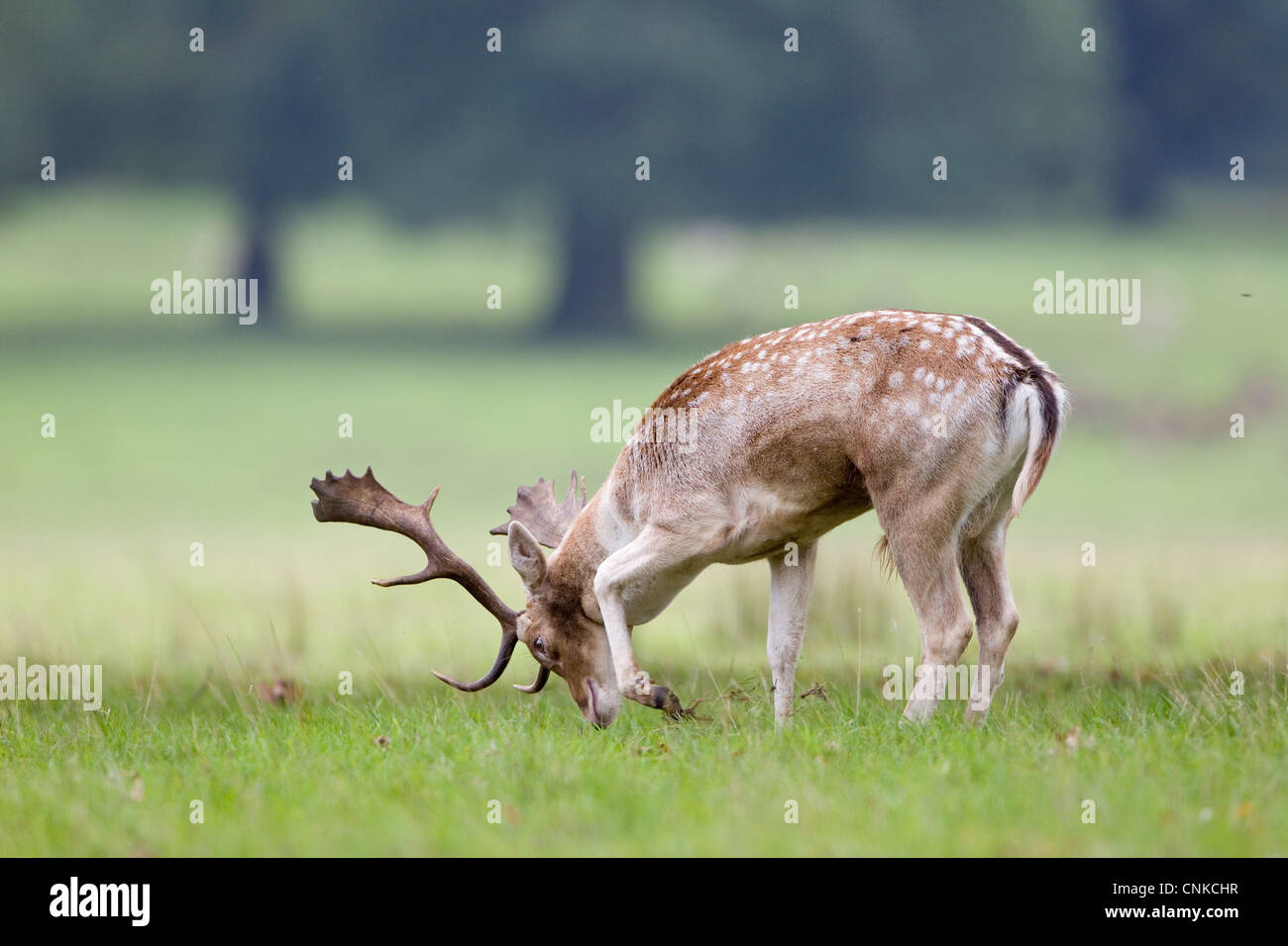 Fallow Deer (Dama dama) buck, pawing ground during rutting season ...