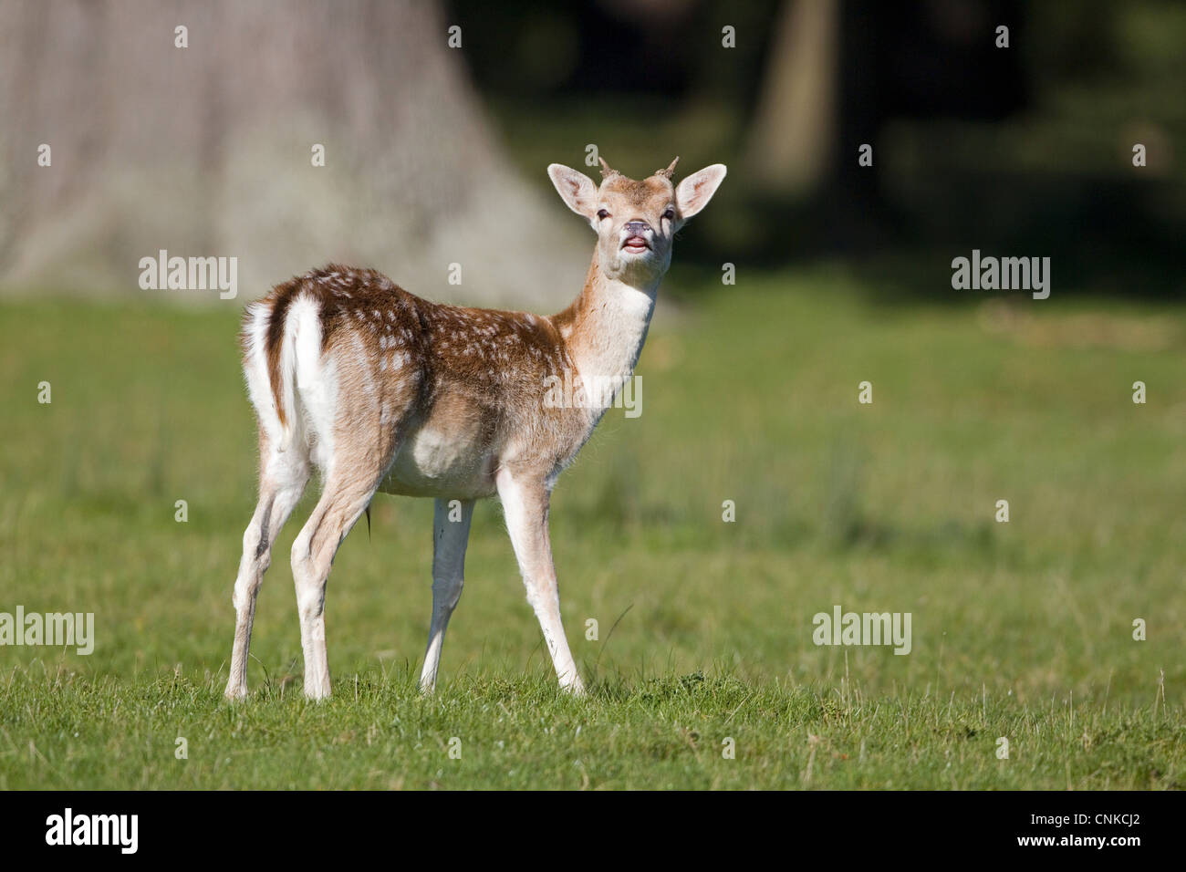 Fallow Deer (Dama dama) yearling buck, in flehmen response during ...