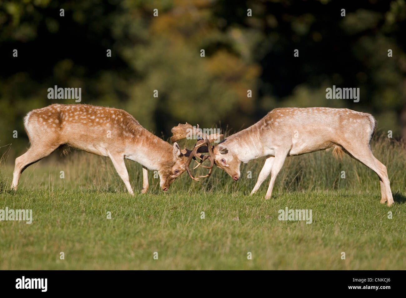 Fallow Deer (Dama dama) two bucks, fighting, during rutting season ...