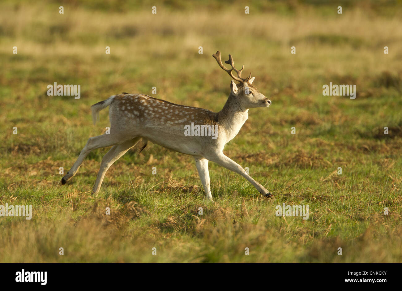 Fallow Deer (Dama dama) young buck, running, Leicestershire, England ...