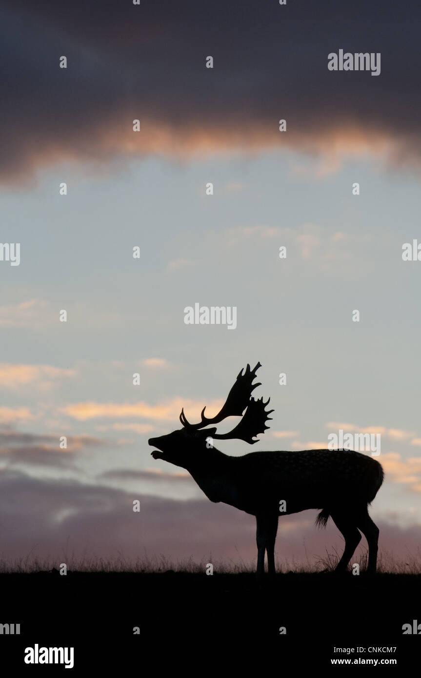 Fallow Deer (Dama dama) buck, roaring during rutting season ...