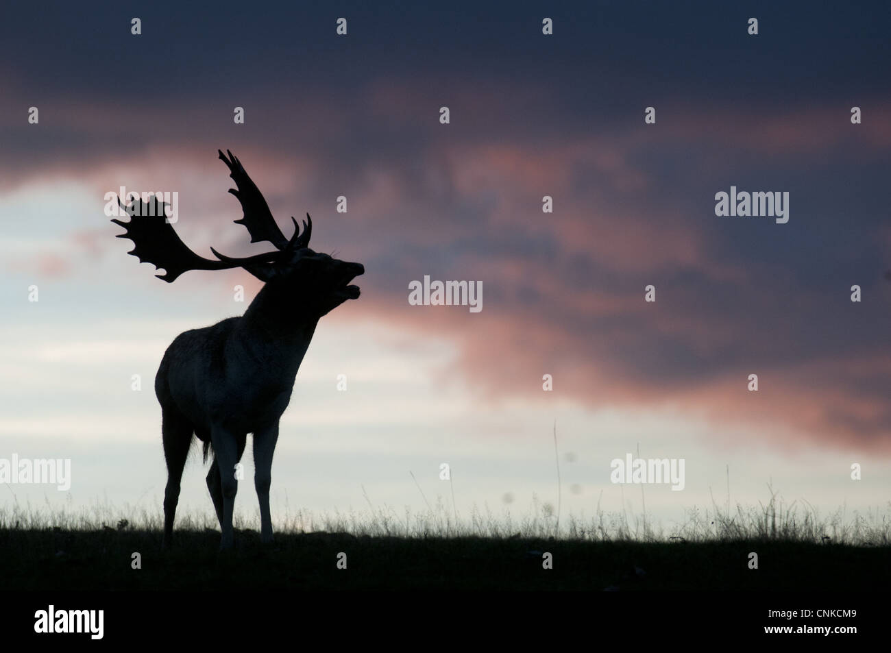 Fallow Deer (Dama dama) buck, roaring during rutting season ...