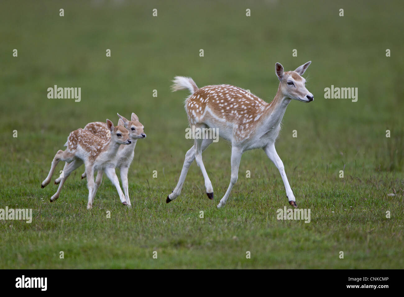 Fallow Deer (Dama dama) doe with two fawns, running, Helmingham Hall ...