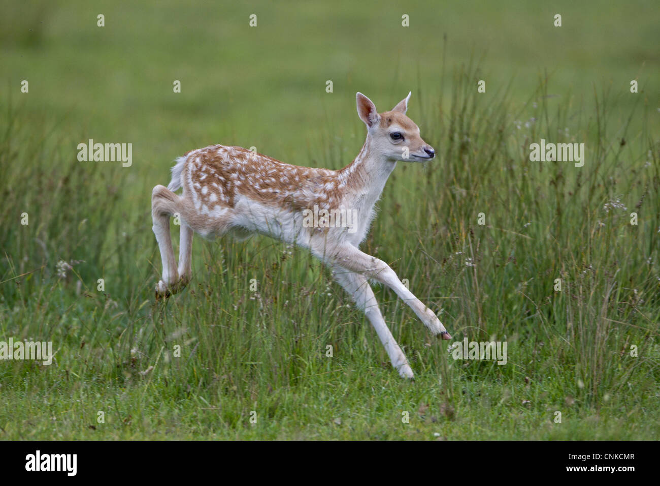Fawn Running