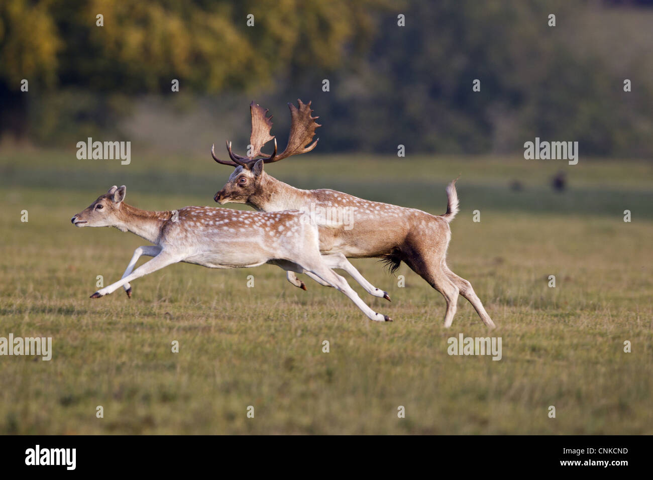 Fallow Deer (Dama dama) adult pair, buck chasing doe during rutting ...