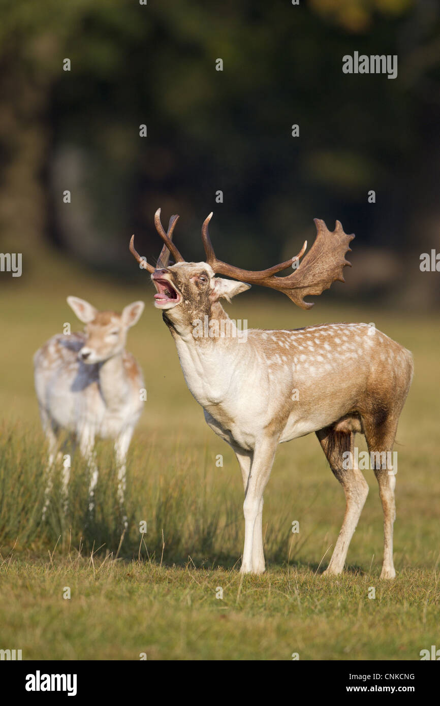 Fallow Deer Dama dama buck roaring during rutting season doe in ...