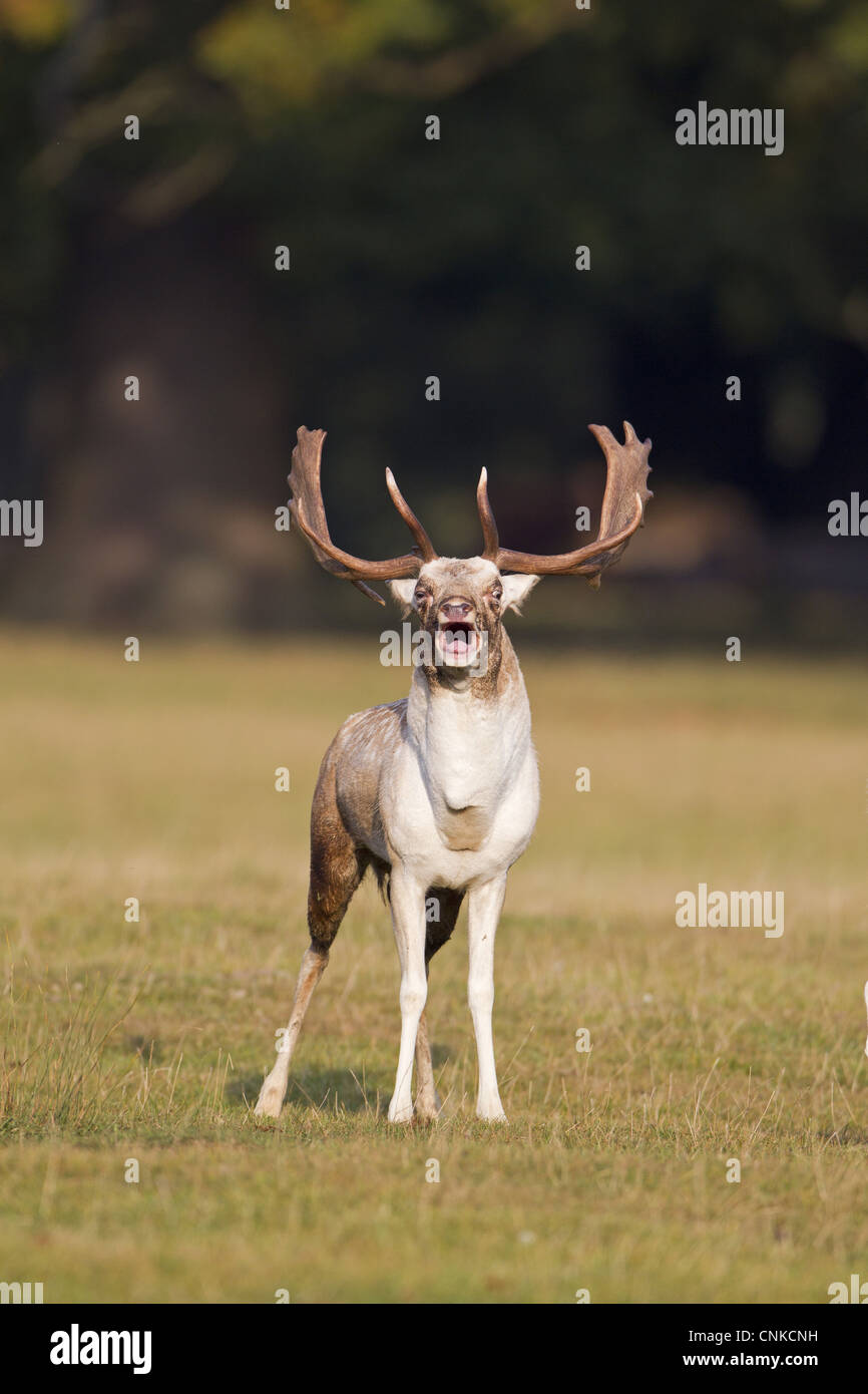 Fallow Deer (Dama dama) buck, roaring during rutting season, Helmingham ...