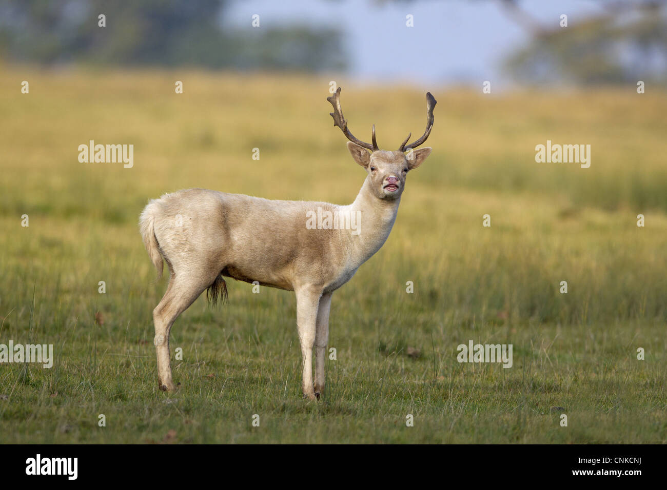Fallow Deer (Dama dama) pale form, buck, in flehmen during rutting ...