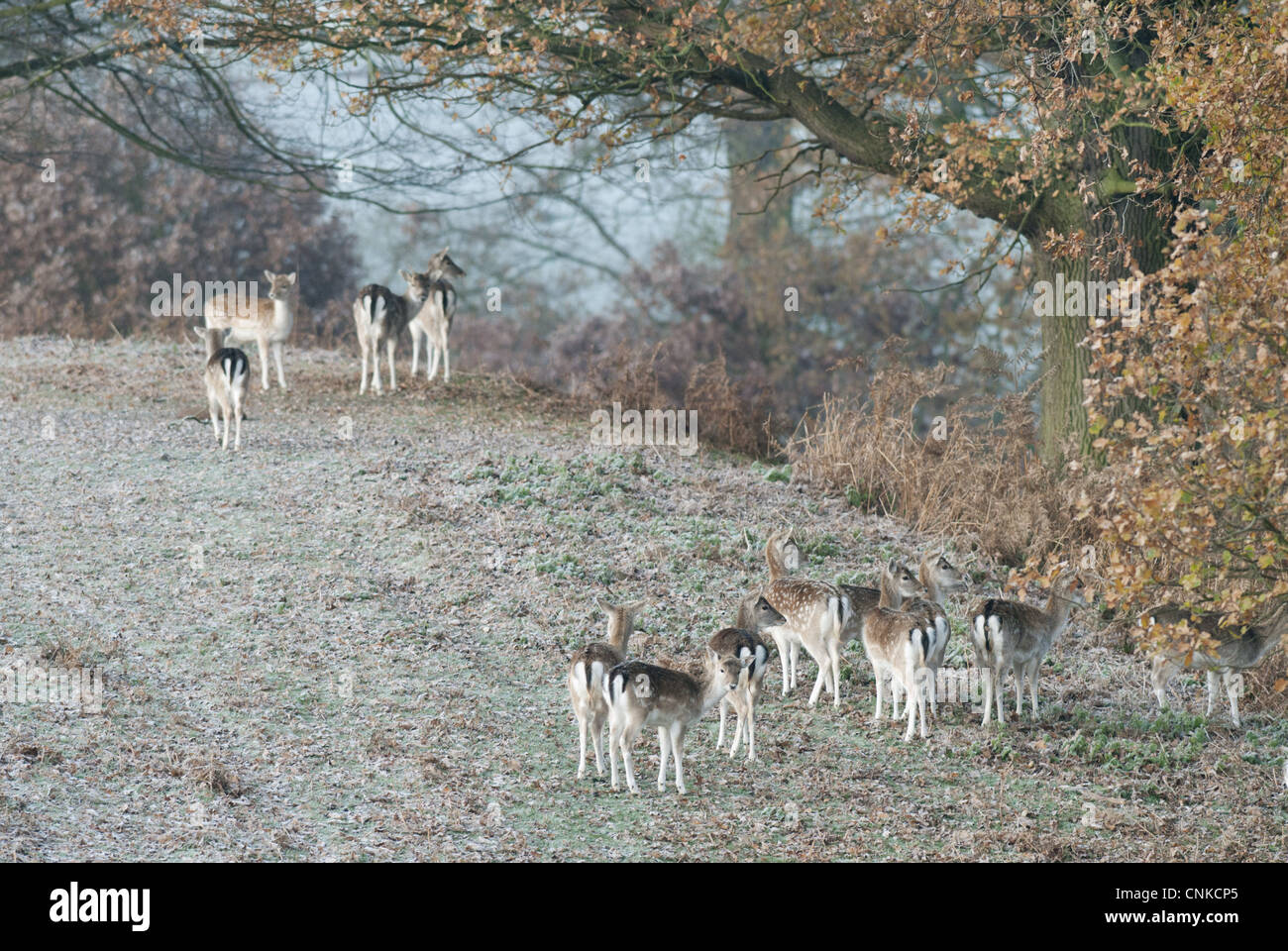 Fallow Deer (Dama dama) does, herd standing on frost covered ground ...