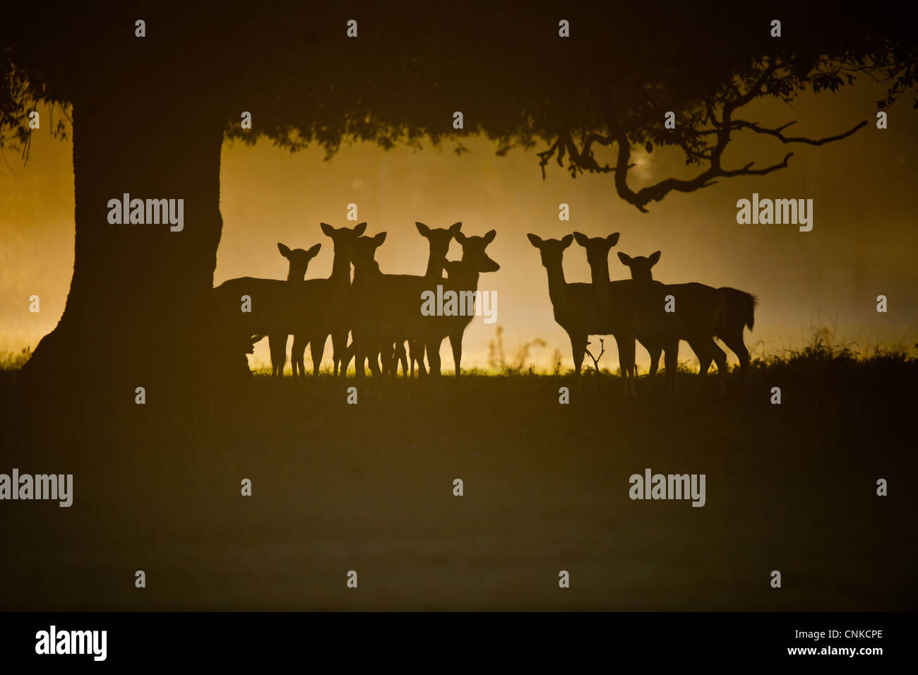 Deer under tree hi-res stock photography and images - Alamy