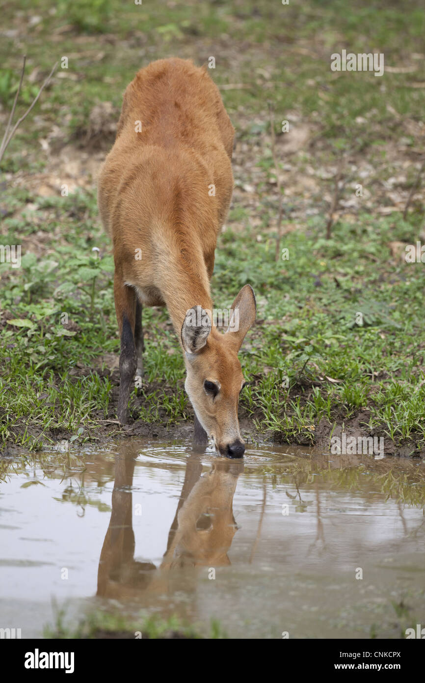 Marsh Deer (Blastocerus dichotomus) adult female, drinking at waterhole ...