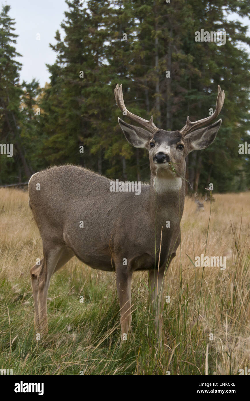 Mule Deer (Odocoileus hemionus) buck, feeding, standing in grass at ...