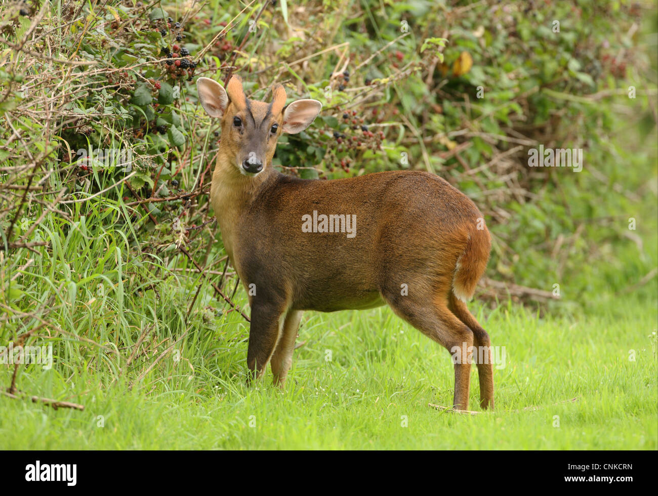 Chinese Muntjac Muntiacus reevesi introduced species immature male ...