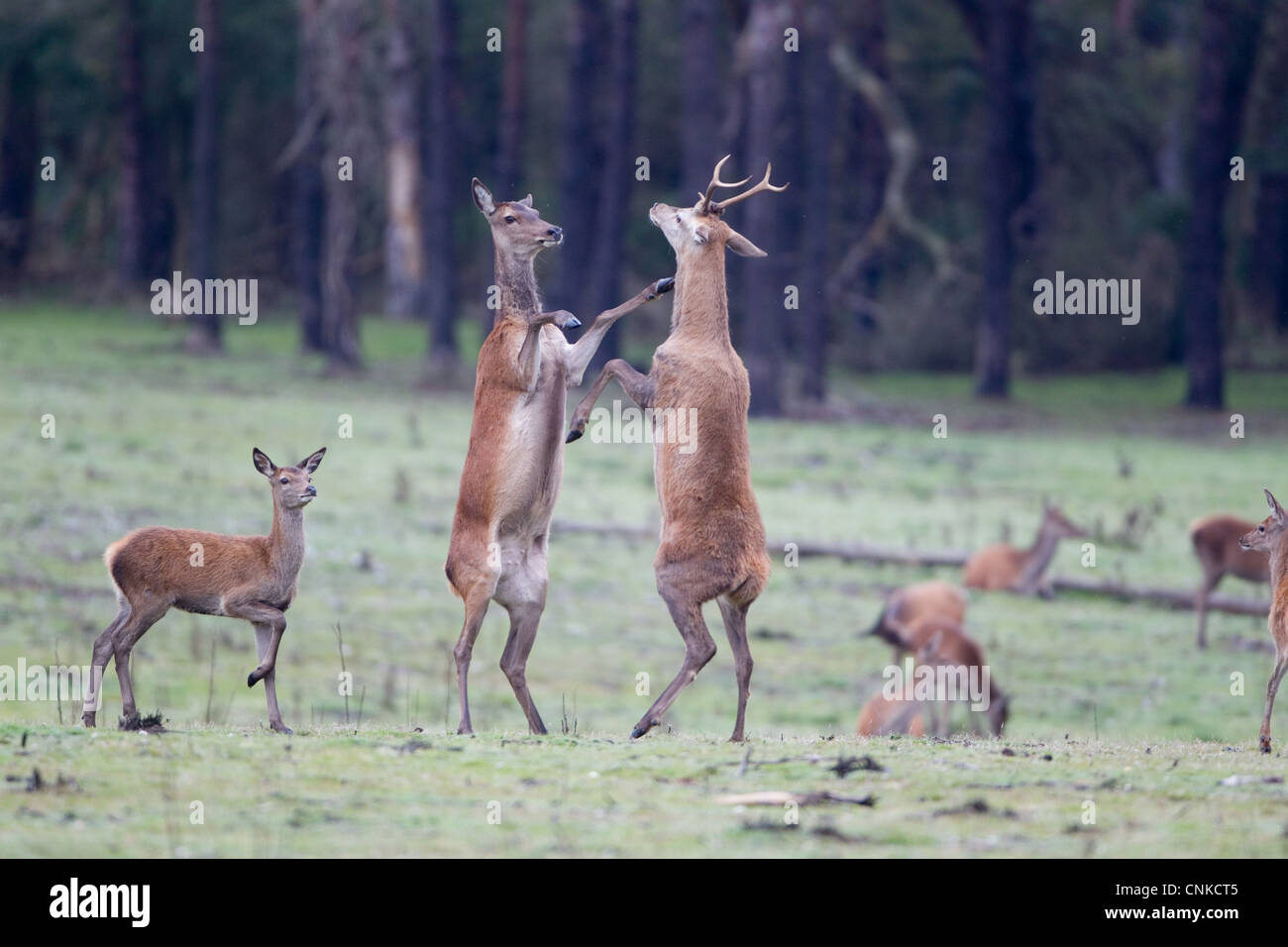Red Deer Cervus elaphus immature stag hind calf boxing behaviour during ...