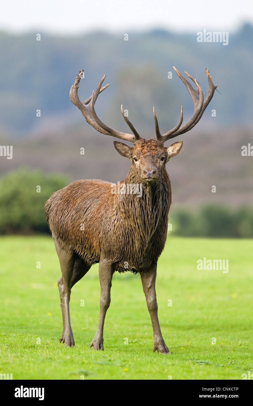 Red Deer (Cervus elaphus) stag, muddy from wallowing, during rutting ...