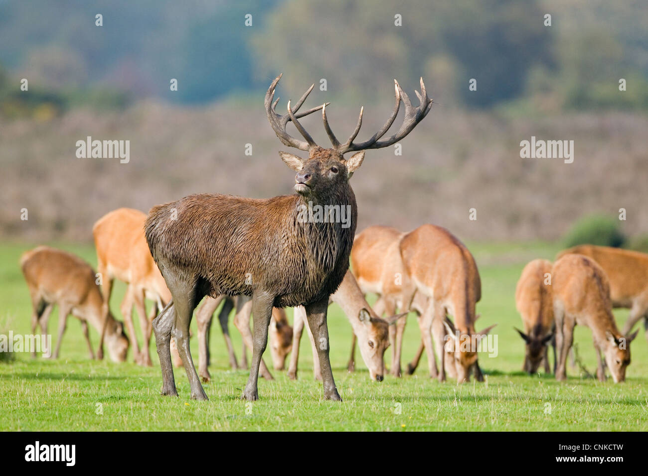 Red Deer Cervus elaphus stag muddy wallowing harem hinds during rutting ...