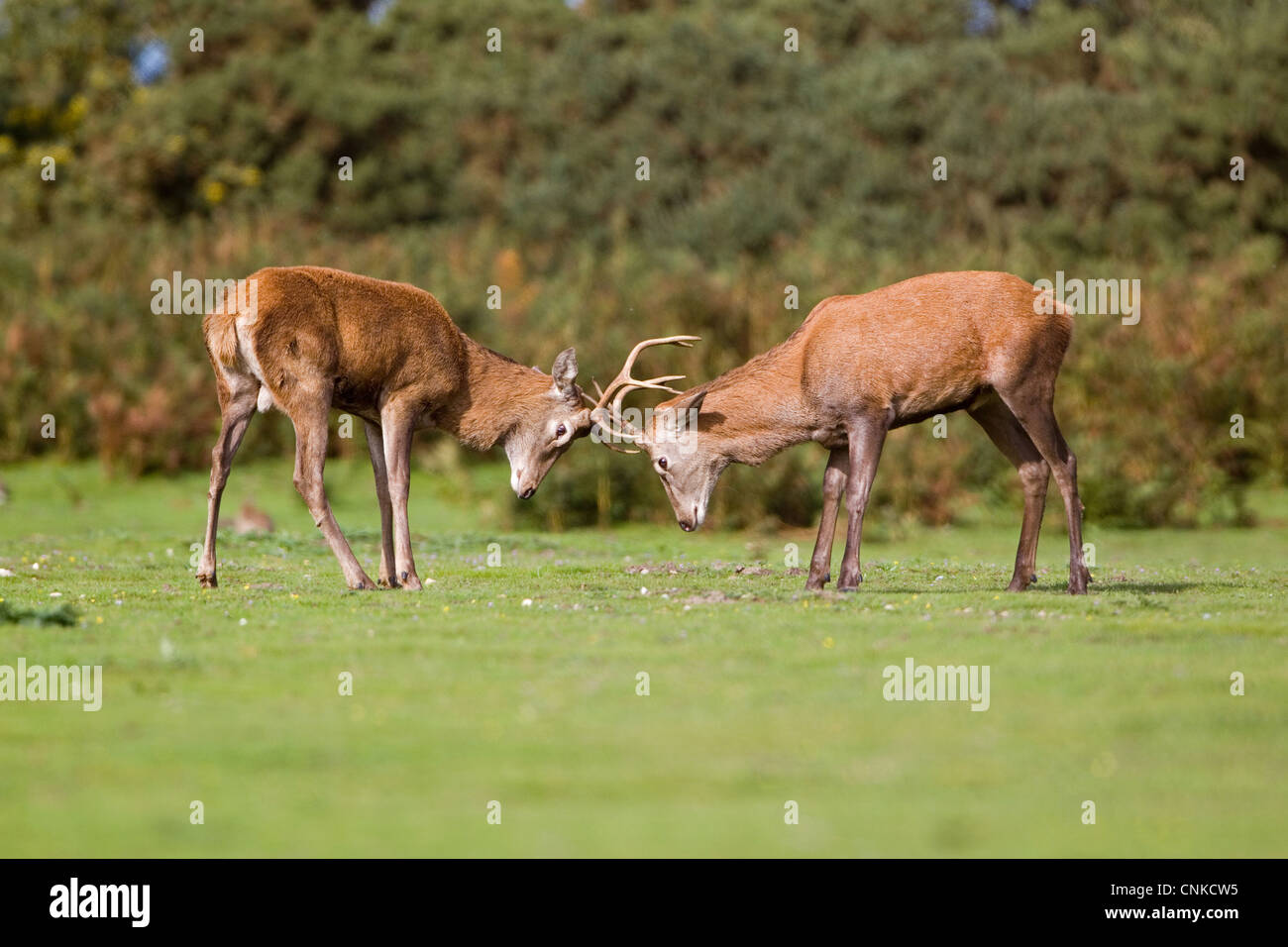Red Deer (Cervus elaphus) two immature stags, fighting, during rutting ...