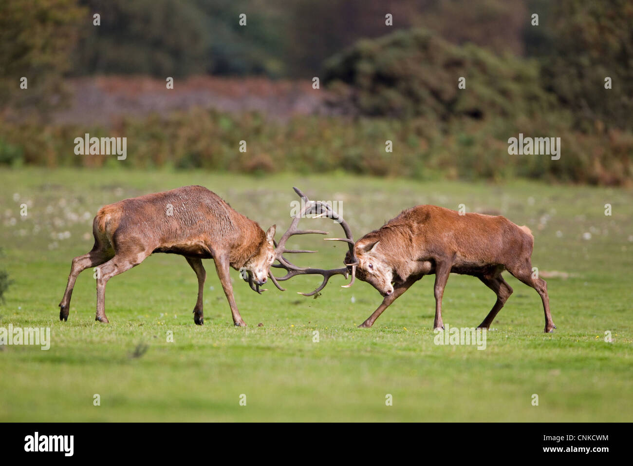 Fighting stags hi-res stock photography and images - Alamy