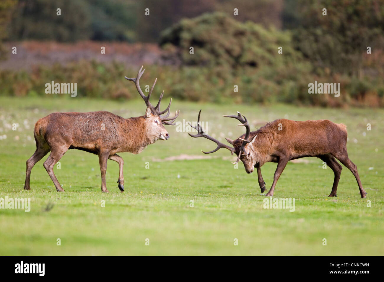Red Deer (Cervus elaphus) two stags, fighting, during rutting season ...
