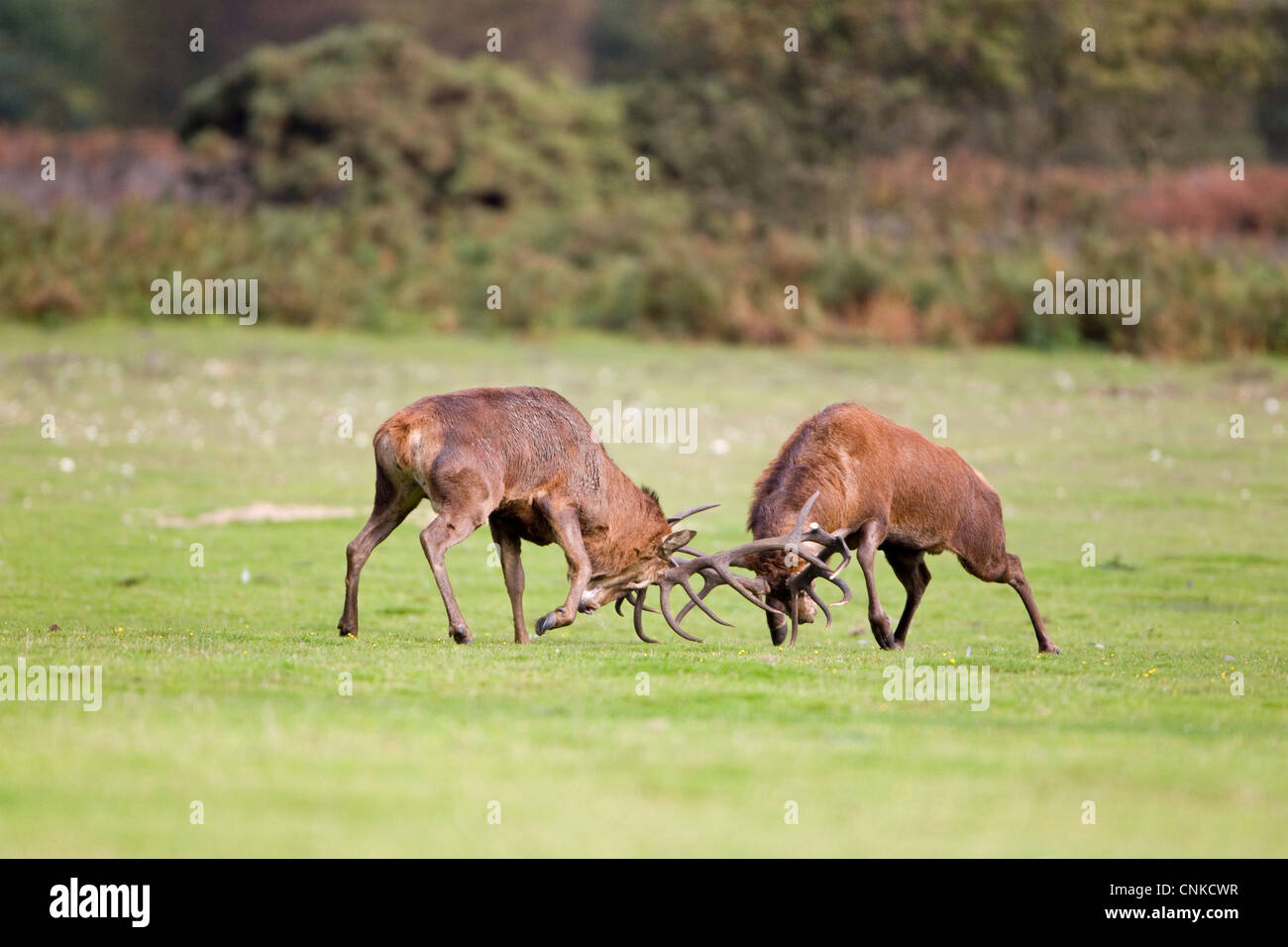 Red Deer (Cervus elaphus) two stags, fighting, during rutting season ...