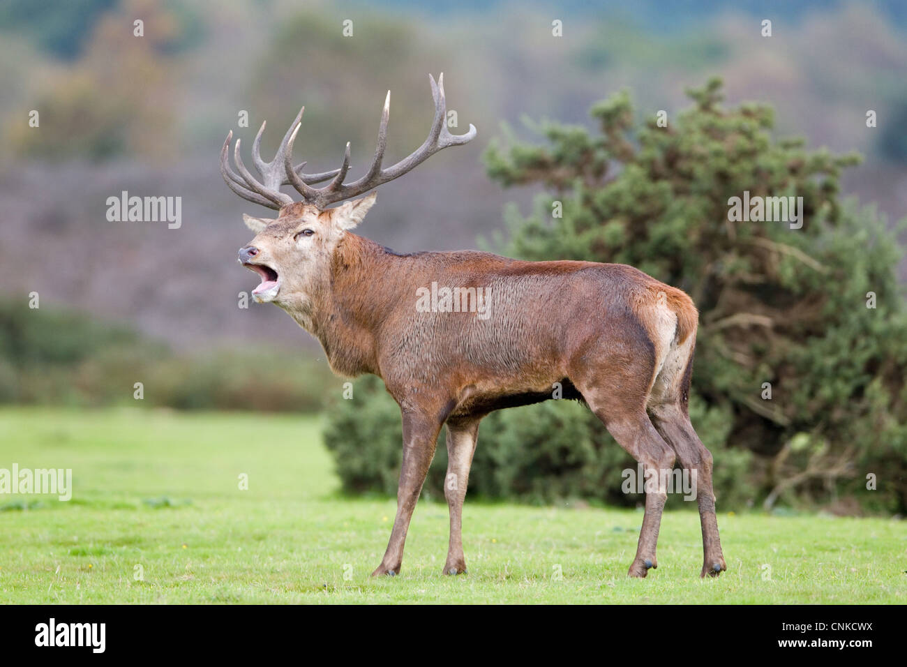 Red Deer (Cervus elaphus) stag, roaring, during rutting season ...
