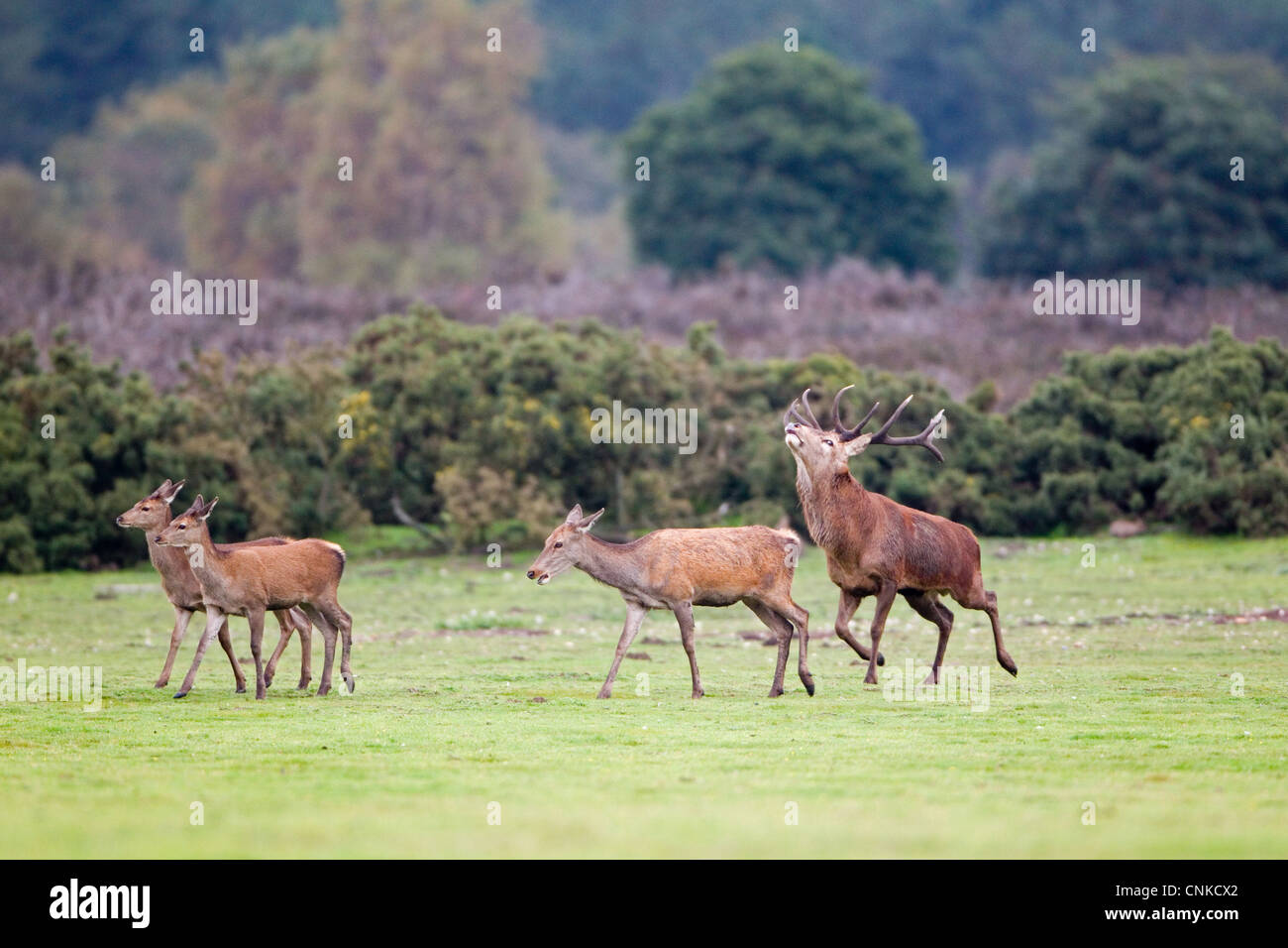 Red Deer Cervus elaphus stag raising head control direction hind during ...