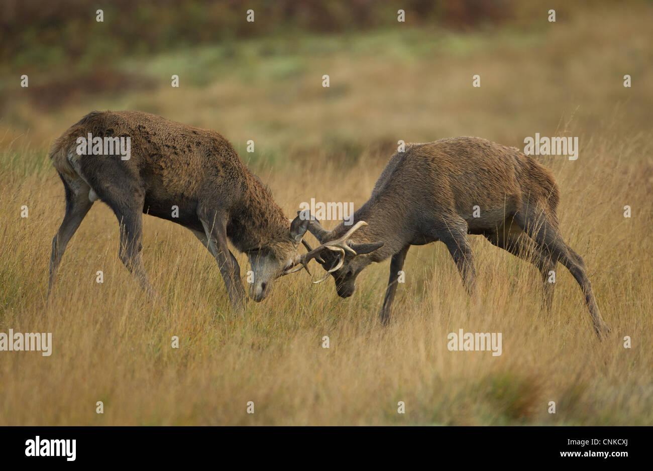 British stags hi-res stock photography and images - Alamy