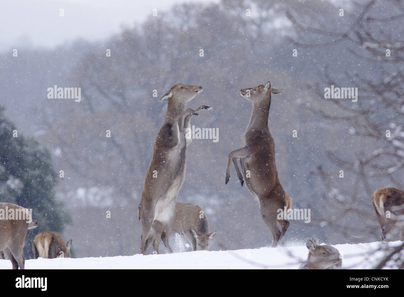 England boxing hi-res stock photography and images - Alamy