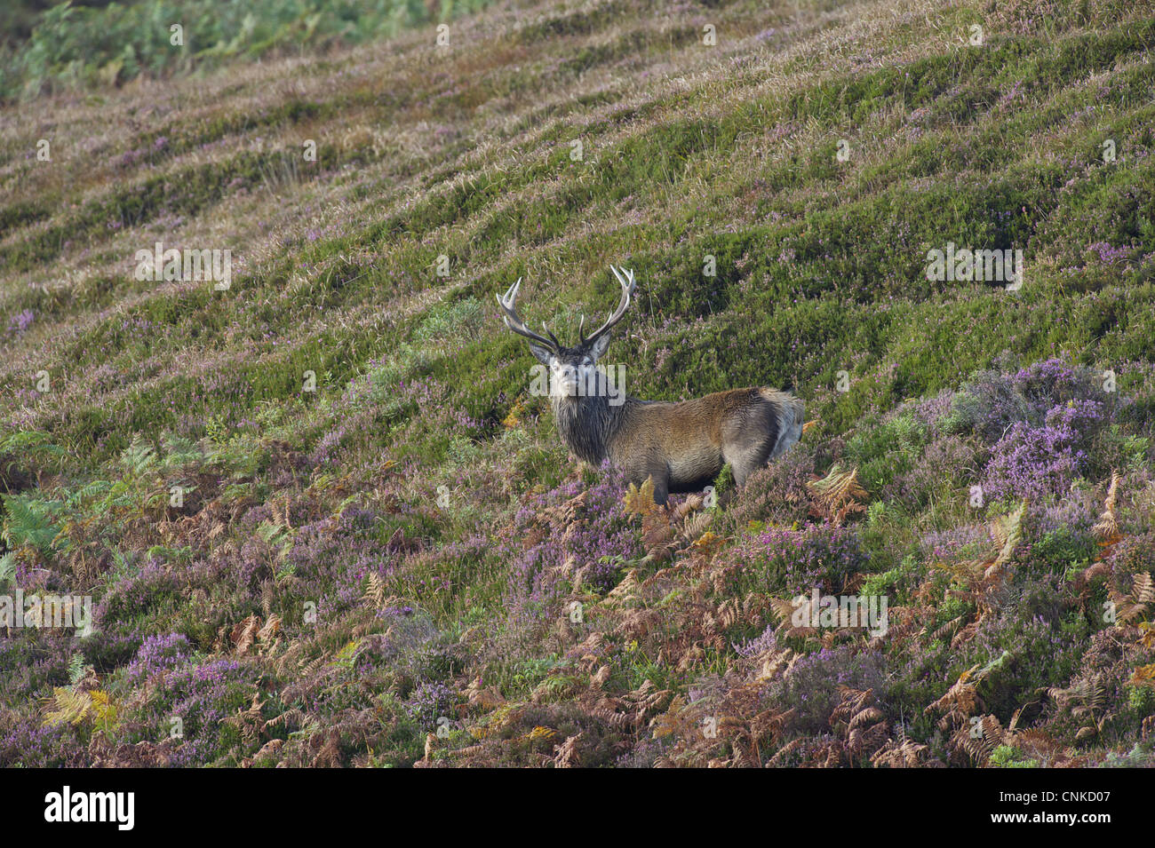 Red Deer (Cervus elaphus) stag, standing in heather on slope, Islay ...