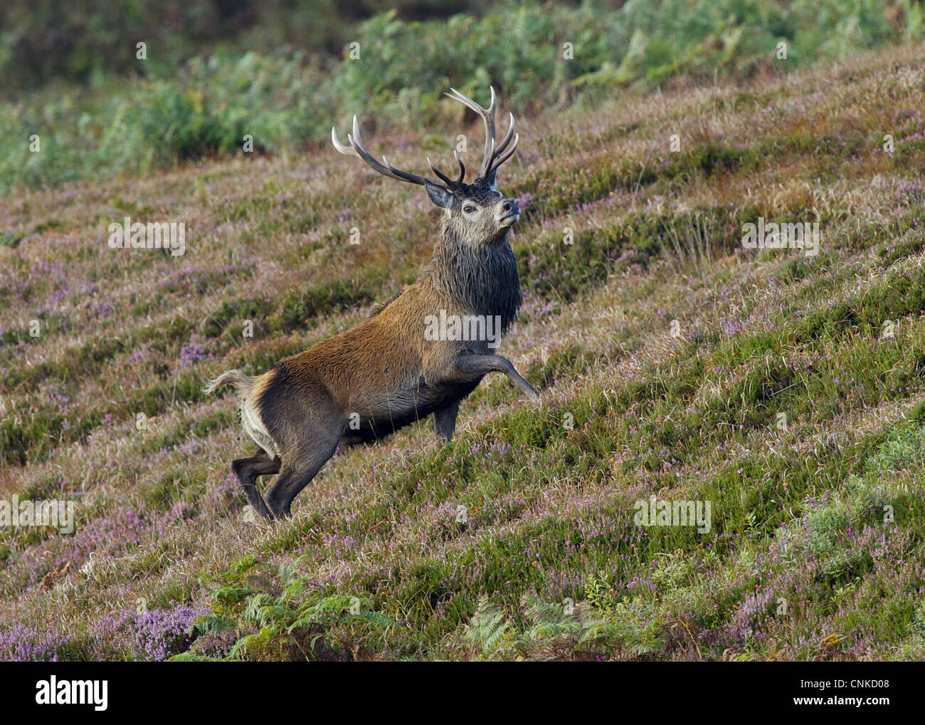 Red Deer (Cervus elaphus) stag, walking in heather on slope, Islay ...