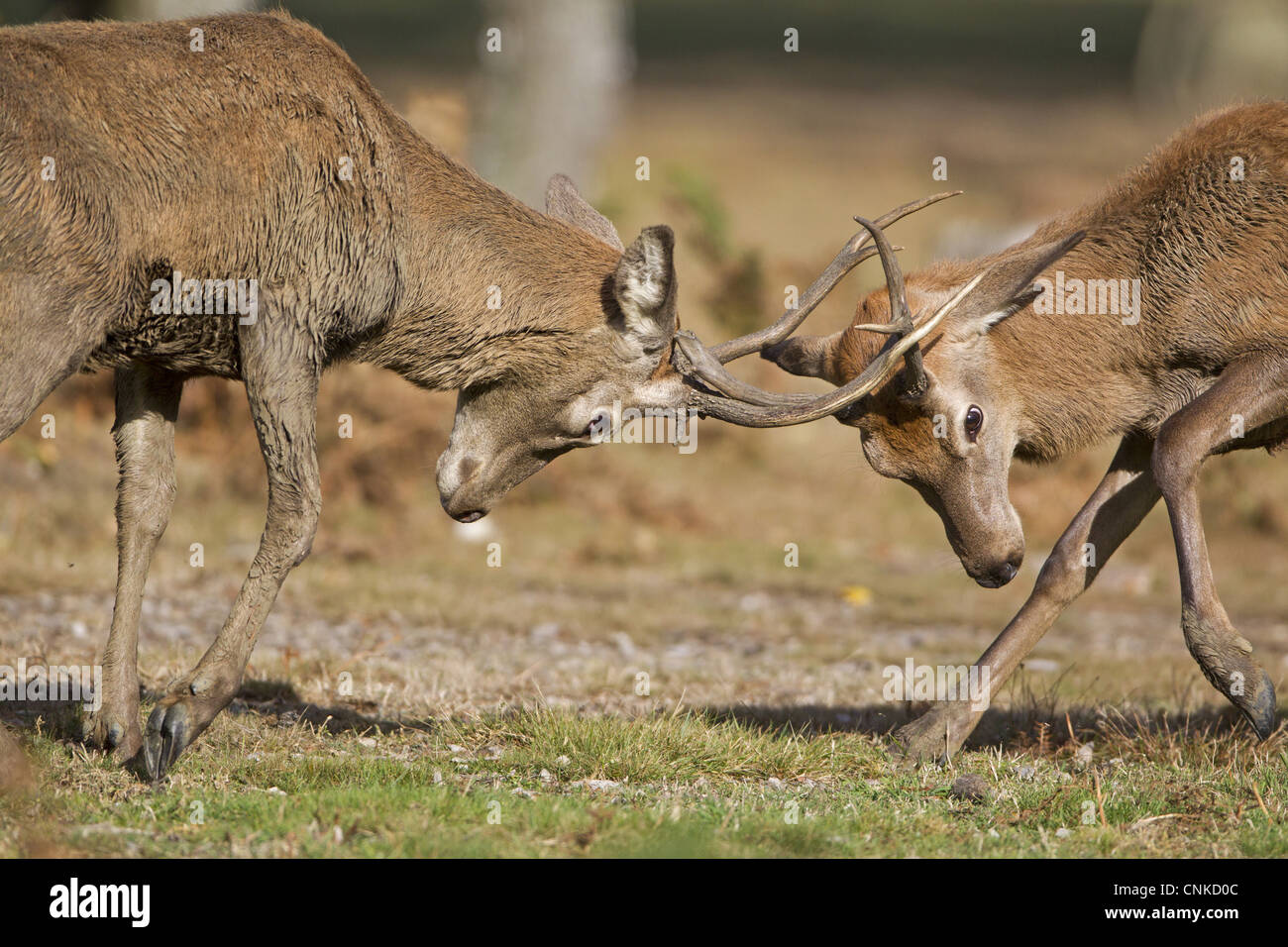 Red deer rut minsmere hi-res stock photography and images - Alamy
