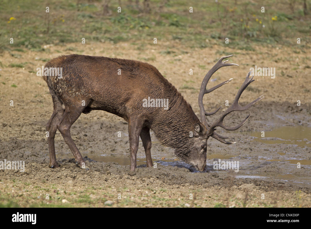 Red Deer (Cervus elaphus) stag, drinking at wallow, during rutting ...