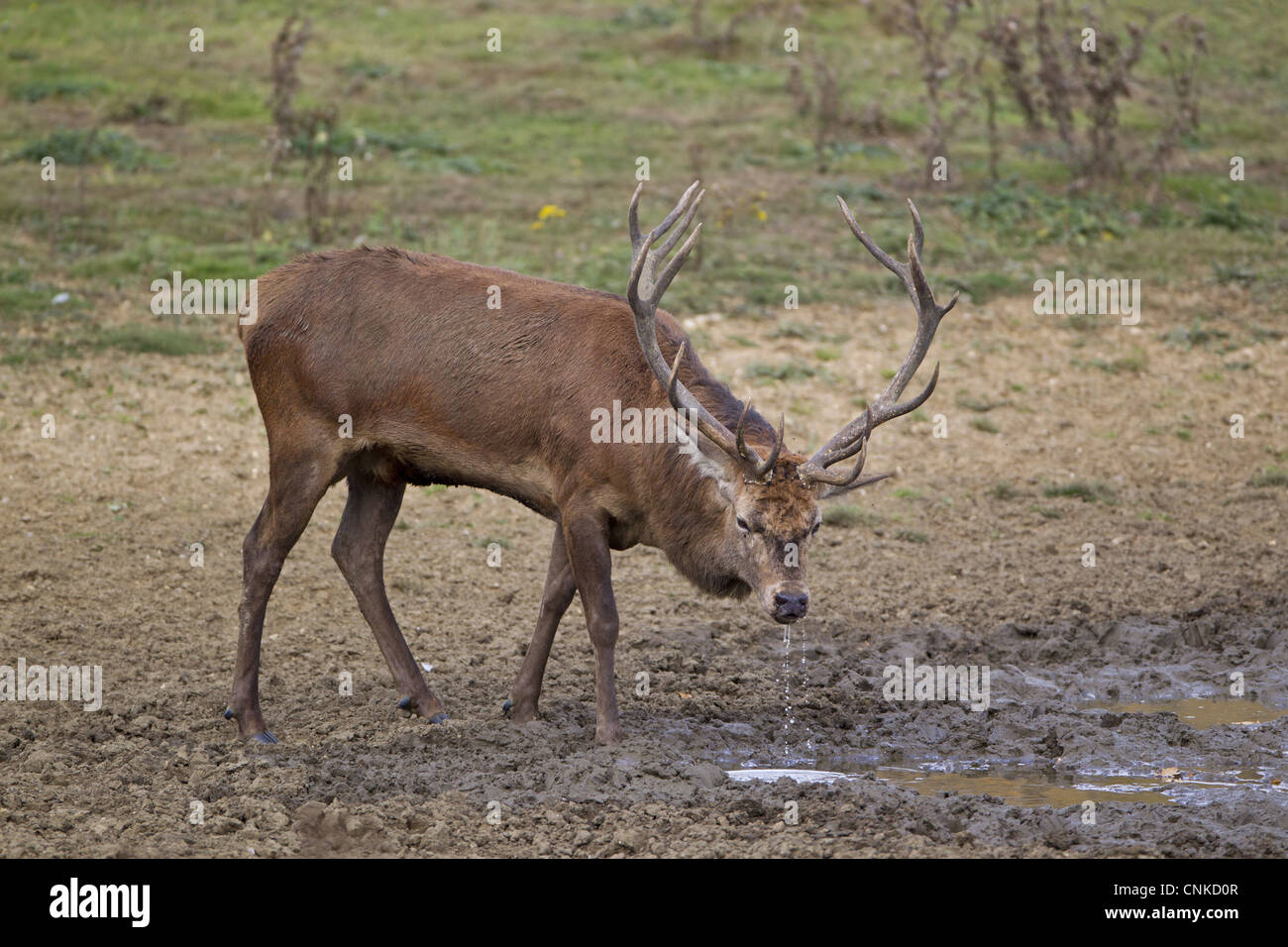 Red Deer (Cervus elaphus) stag, drinking at wallow, during rutting ...