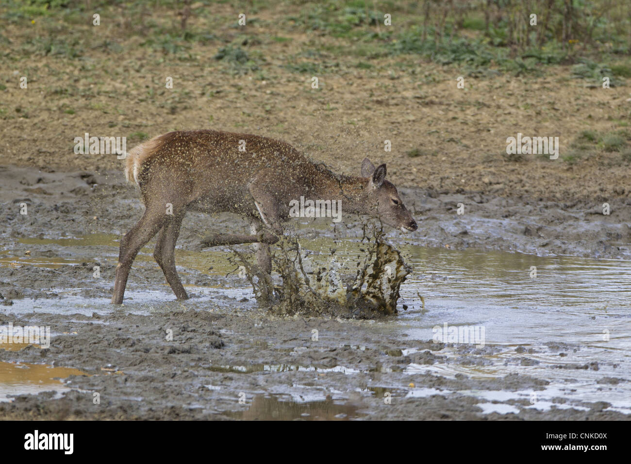 Red Deer Cervus elaphus calf kicking water over body wallow during ...