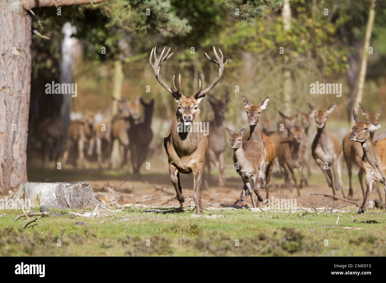Deer Running Towards