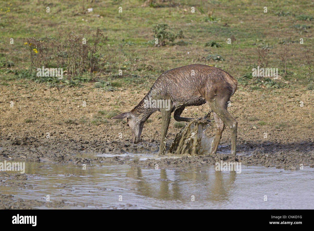 Hind body hi-res stock photography and images - Alamy