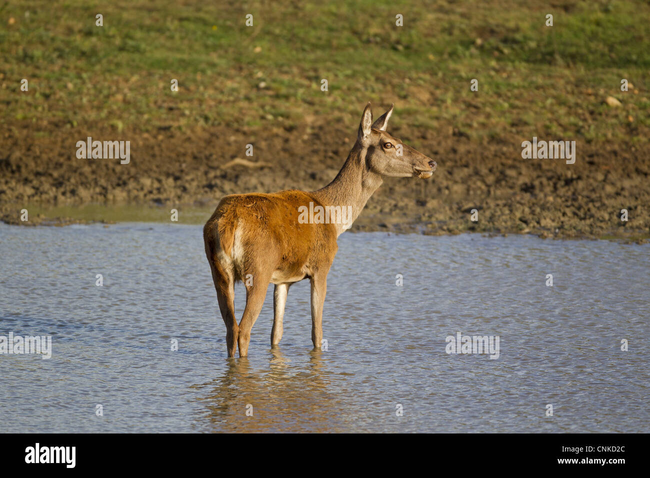 Red Deer (Cervus elaphus) hind, wading in pool, during rutting season ...