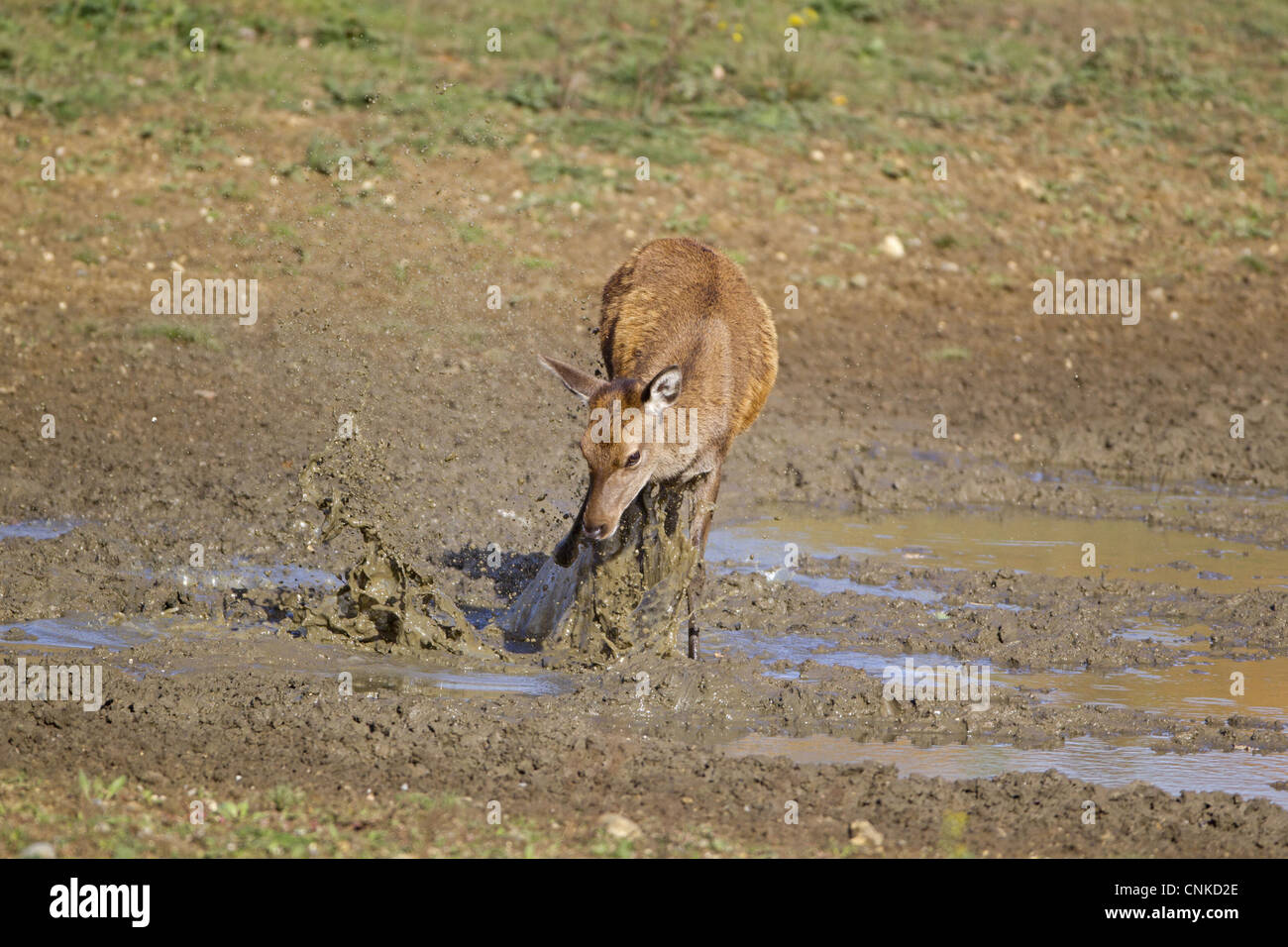 Hind body hi-res stock photography and images - Alamy