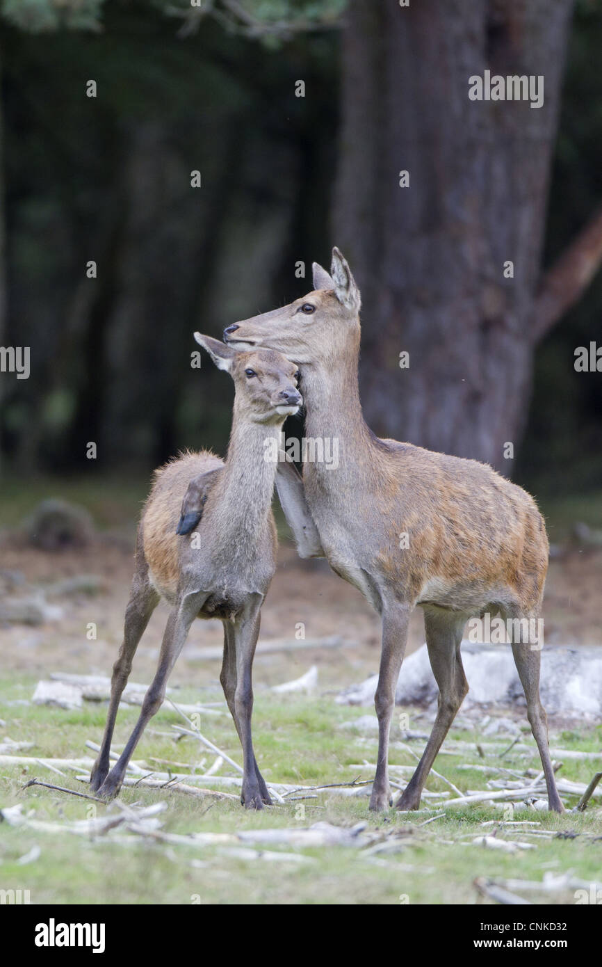 Red Deer Cervus elaphus hind putting front leg around calf during ...
