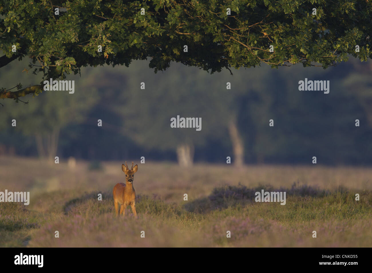 Roe Deer (Capreolus capreolus) buck, standing under oak tree, in ...