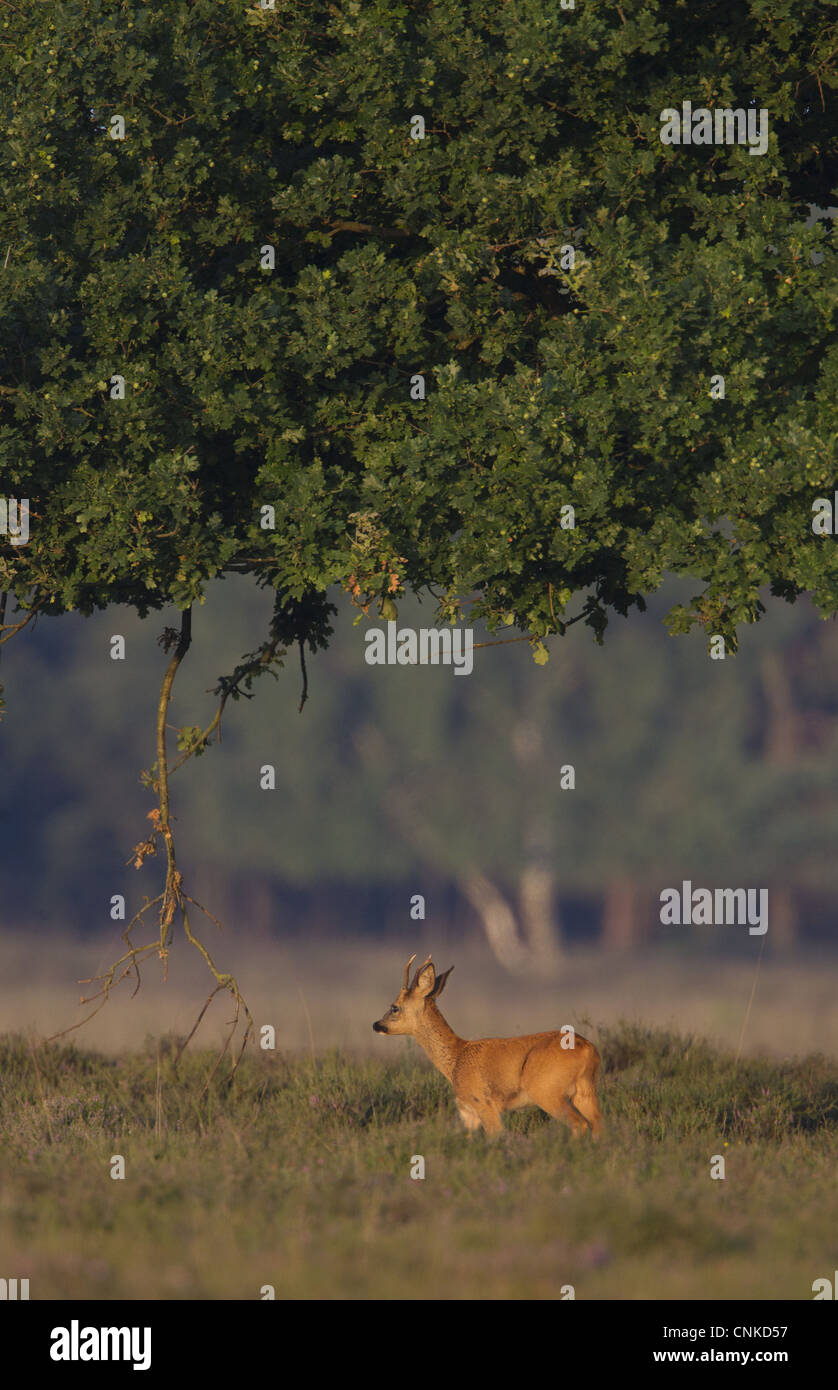 Roe Deer (Capreolus capreolus) buck, standing under oak tree, in ...