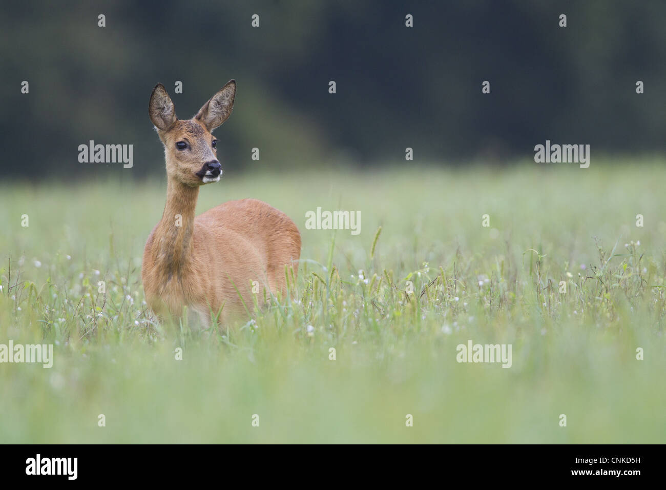 Eurasian roe deer hi-res stock photography and images - Alamy