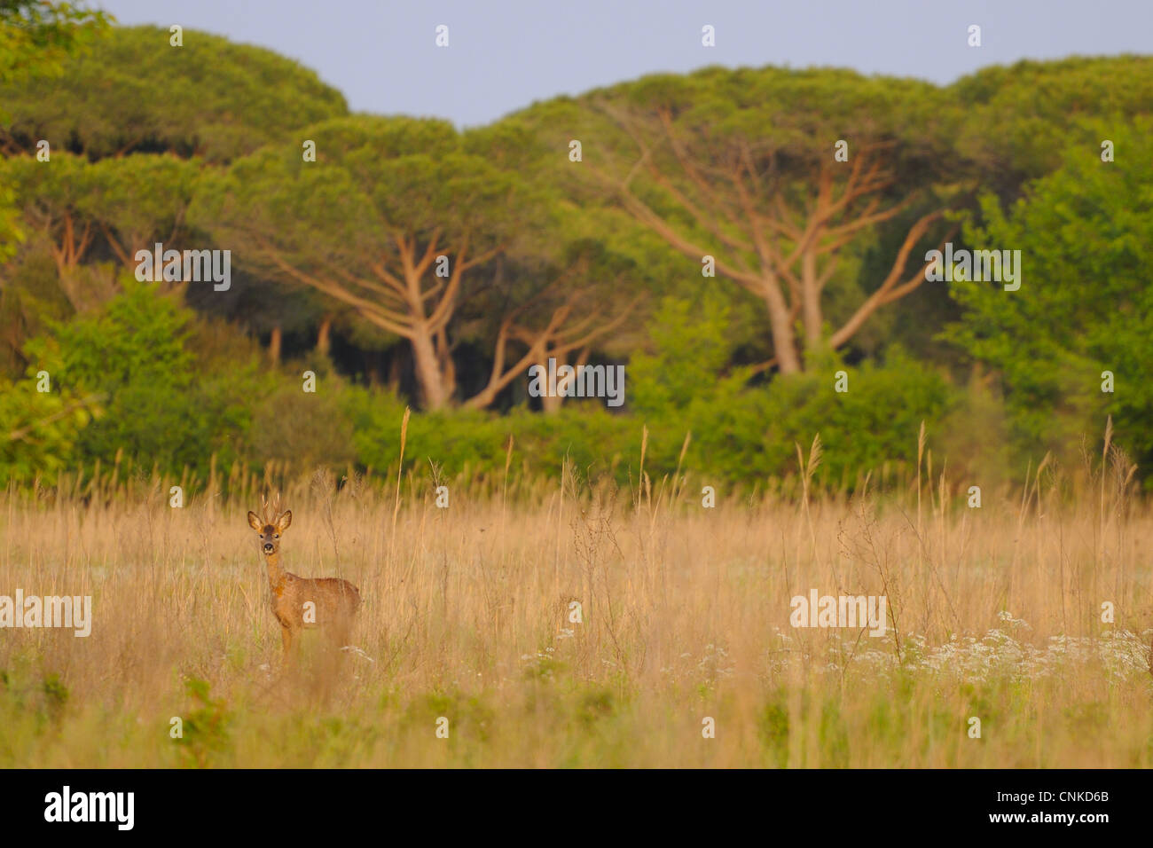 Western Roe Deer (Capreolus capreolus) buck, standing in Mediterranean ...