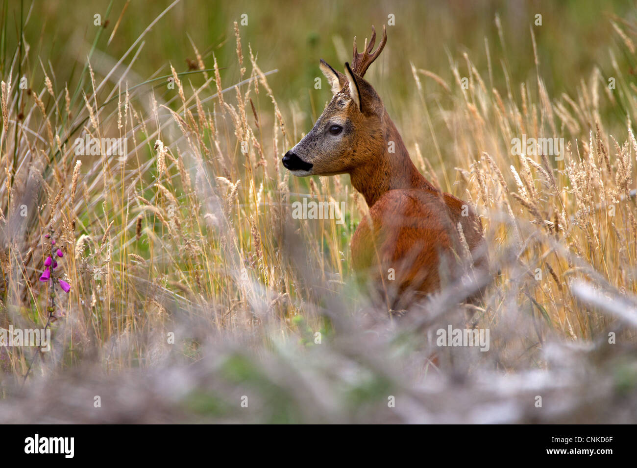 Western Roe Deer Capreolus capreolus buck standing amongst long grass ...