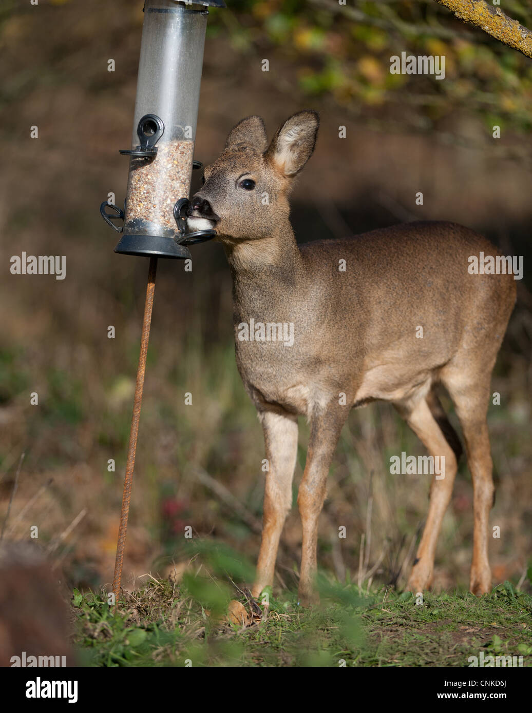 Western Roe Deer (Capreolus capreolus) doe, feeding on seed from ...