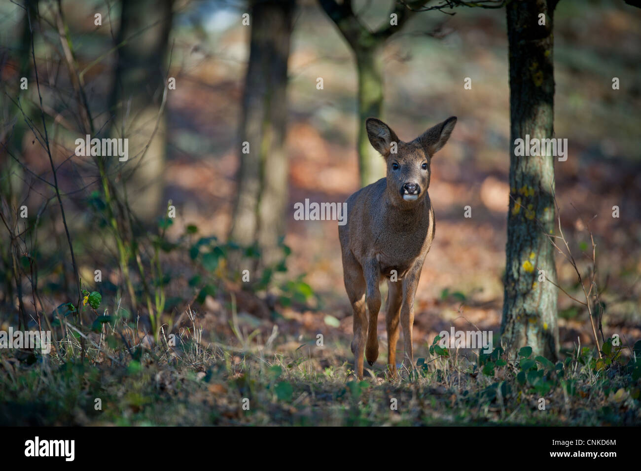 Western Roe Deer (Capreolus capreolus) doe, walking in oak woodland ...