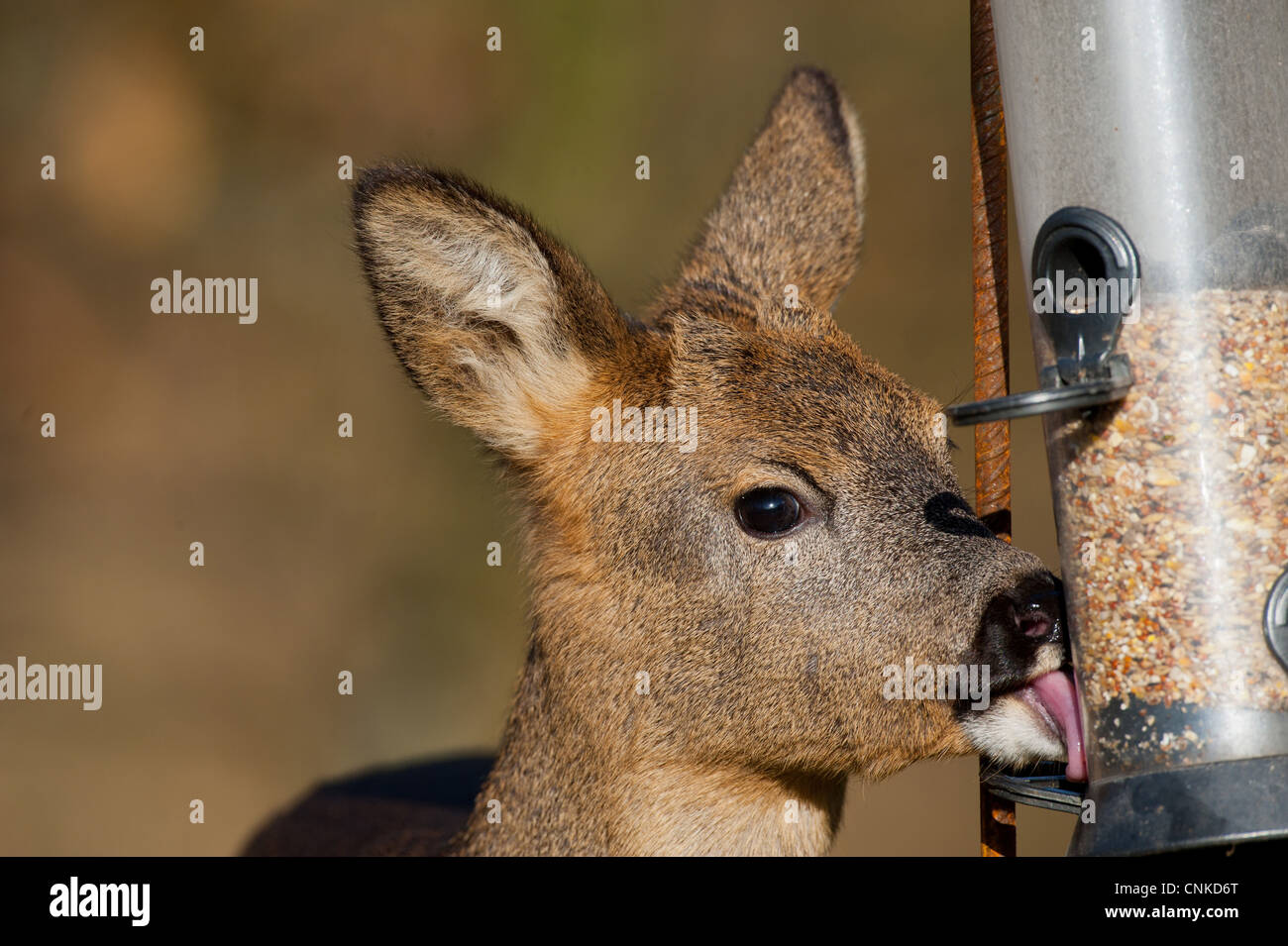 Roe doe deer uk autumn hi-res stock photography and images - Alamy