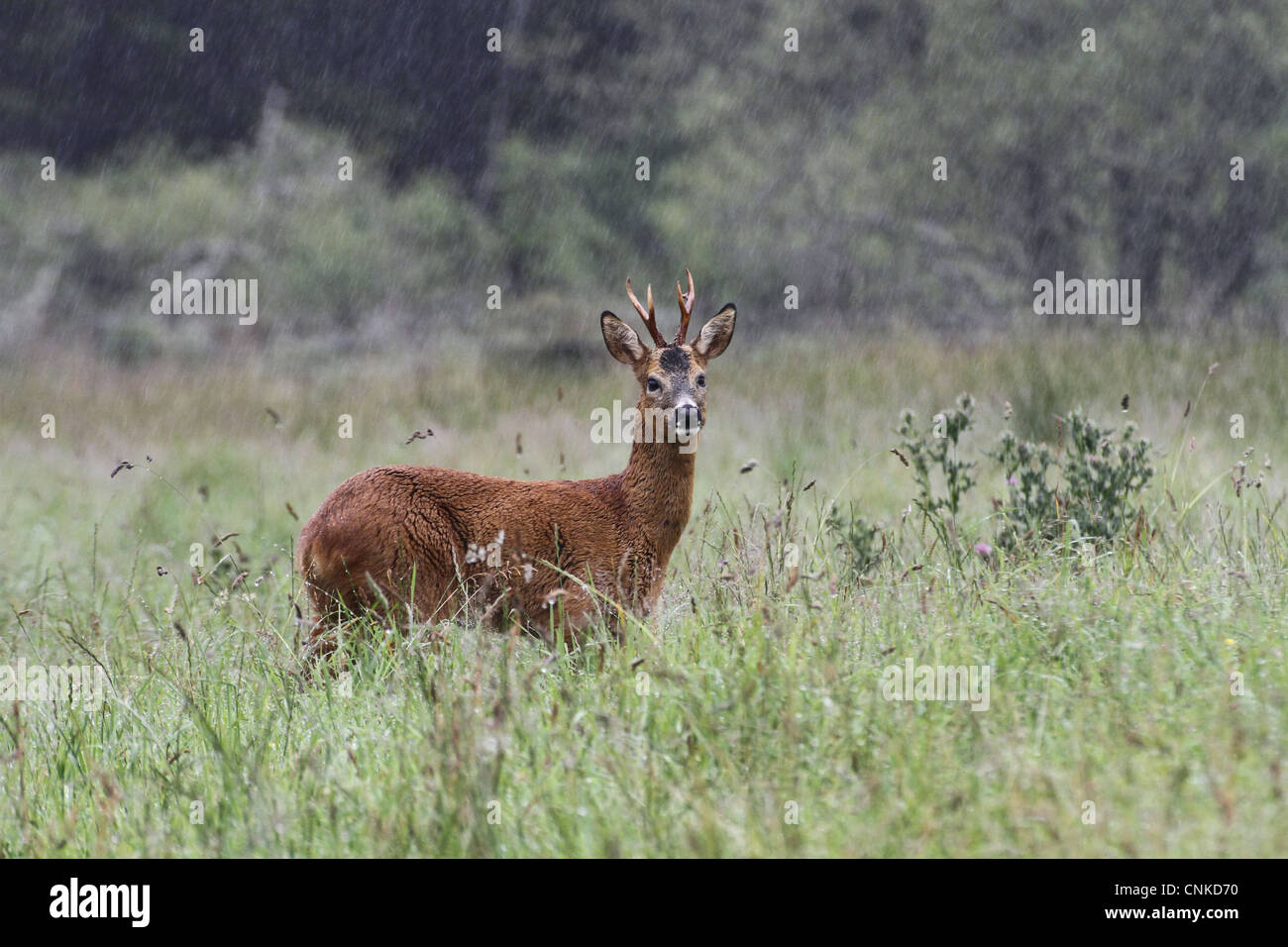 Western Roe Deer (Capreolus capreolus) buck, standing in meadow during ...