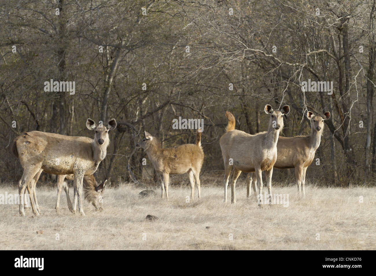 Sambar Rusa unicolor adult females young standing alert raised tails at ...
